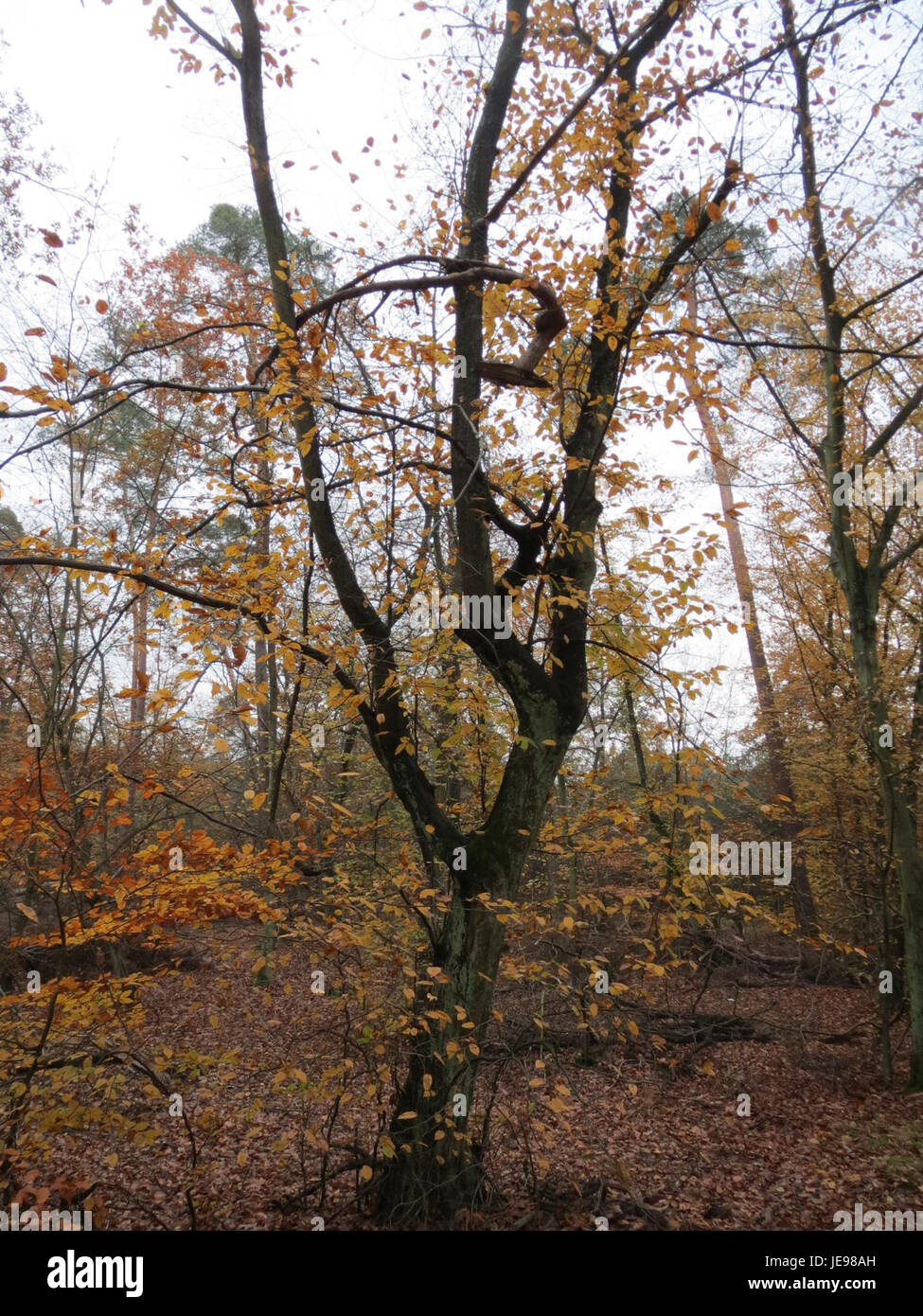 Schwetzinger Hardt is a natural reserve located near Schwetzingen ...