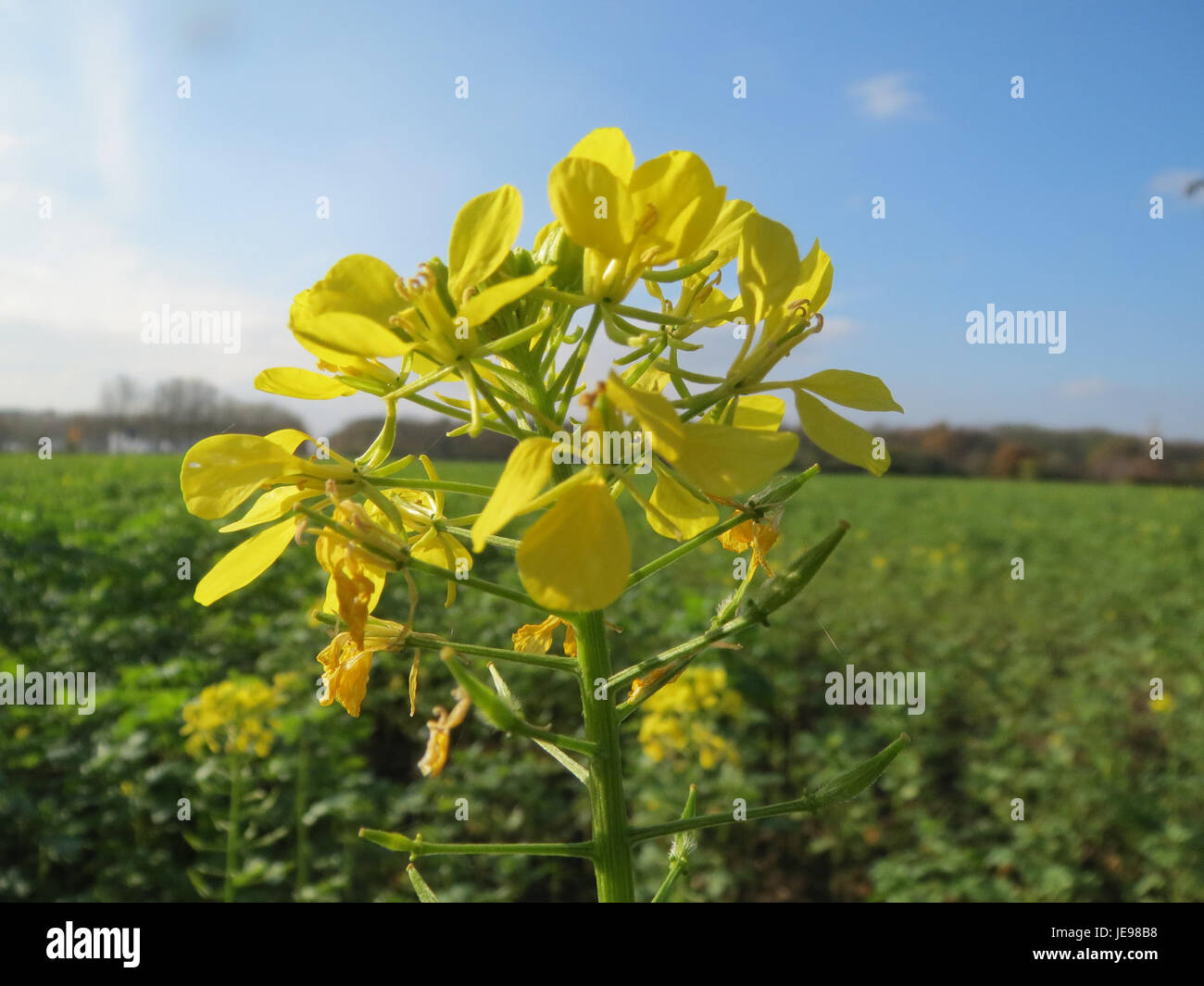 This image from November 15, 2013, shows mustard (Senf) plants in ...