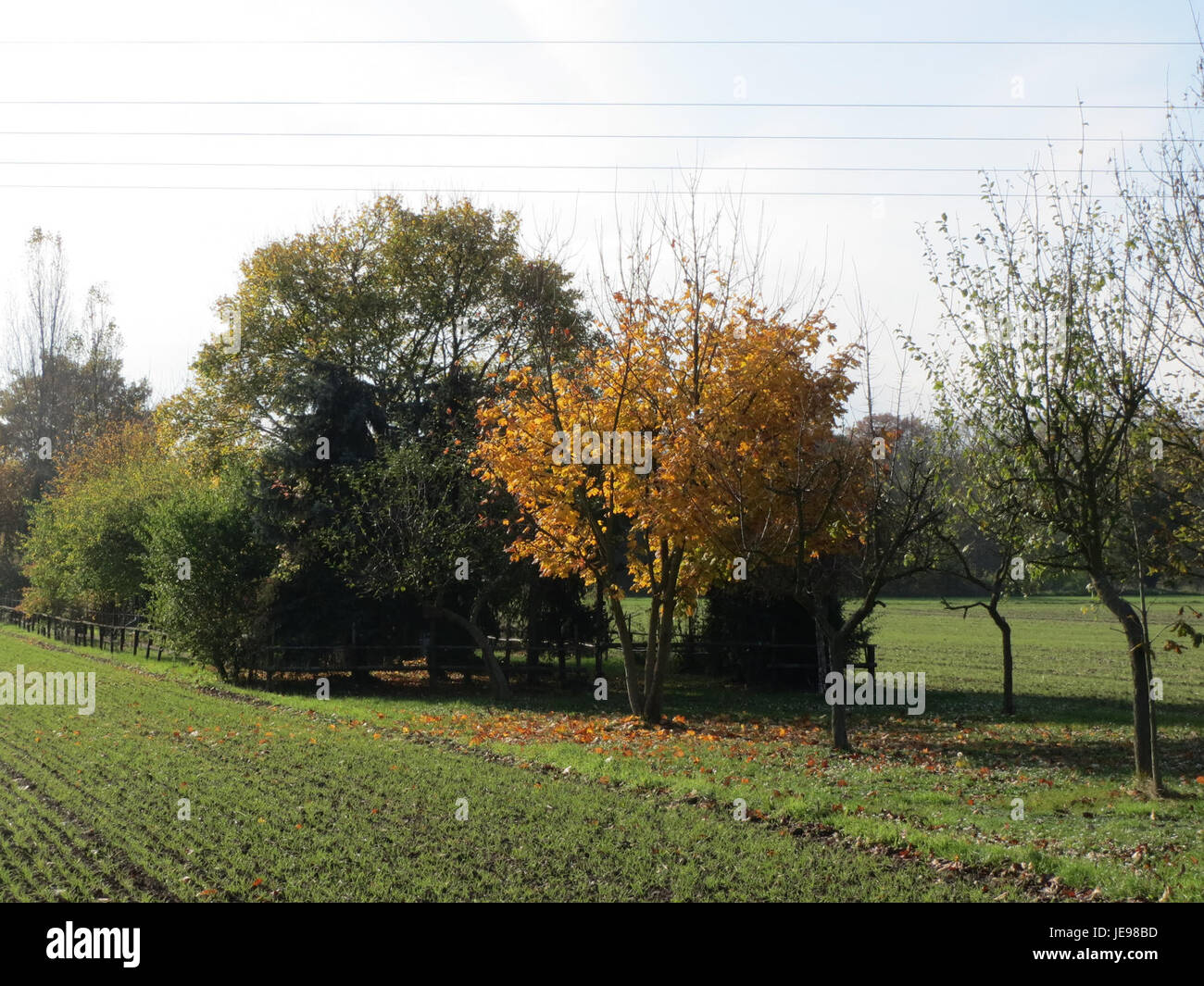 Acer platanoides commonly known hi-res stock photography and images - Alamy
