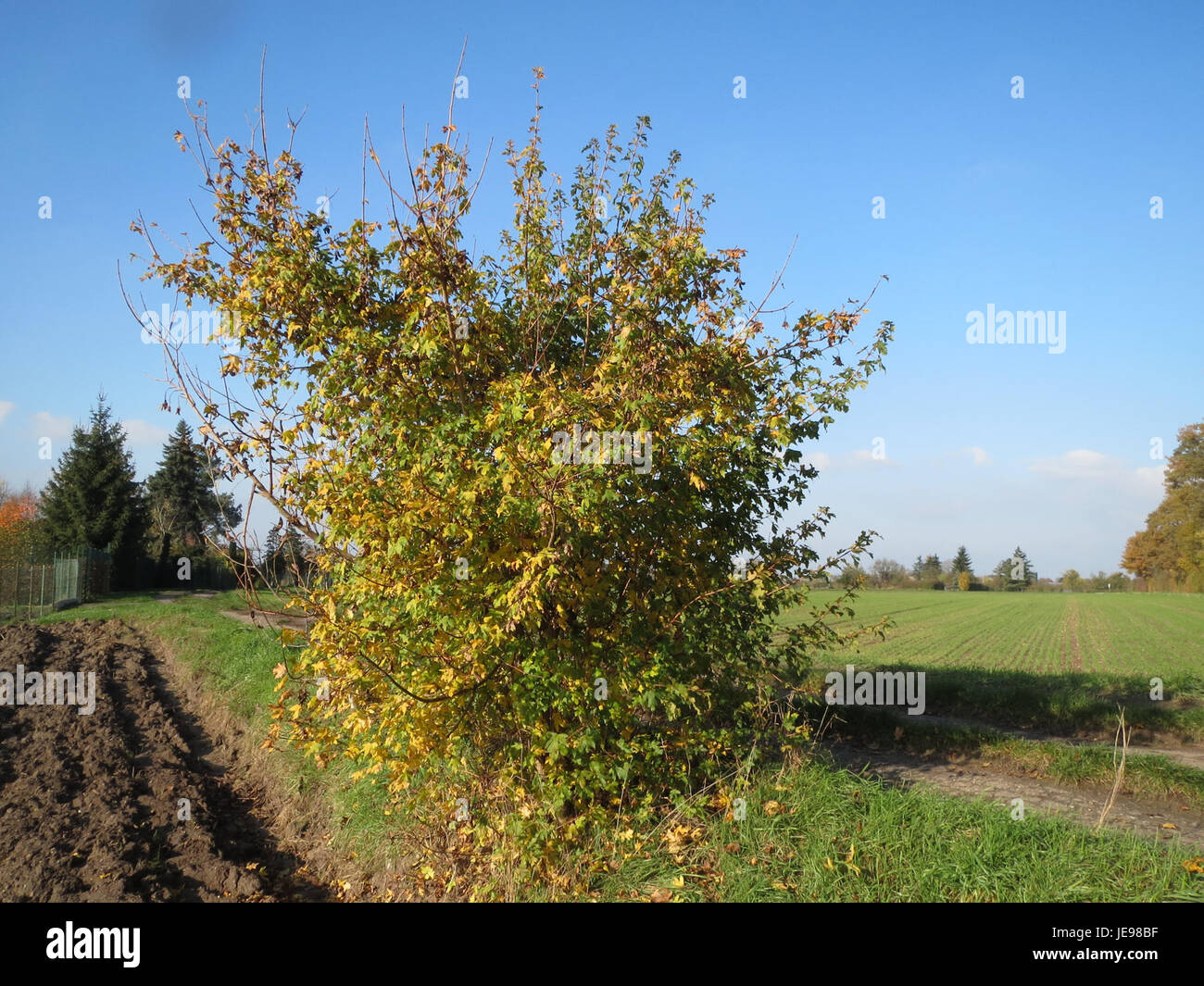 Acer campestre, commonly known as field maple, is a small deciduous ...
