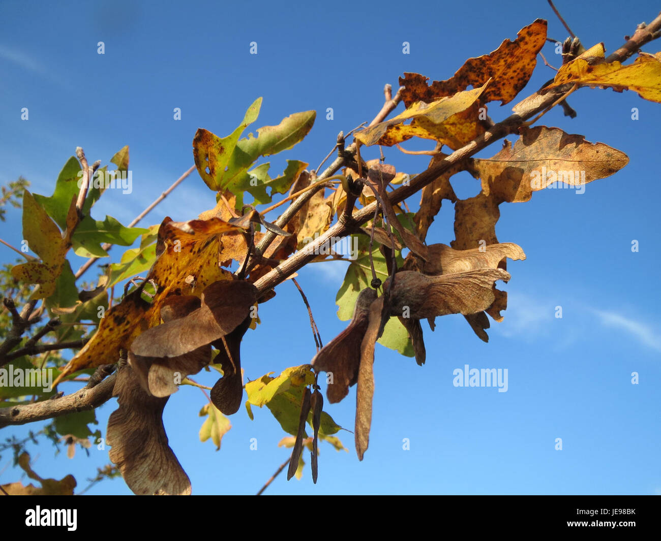 Acer campestre, or field maple, is a deciduous tree native to Europe ...