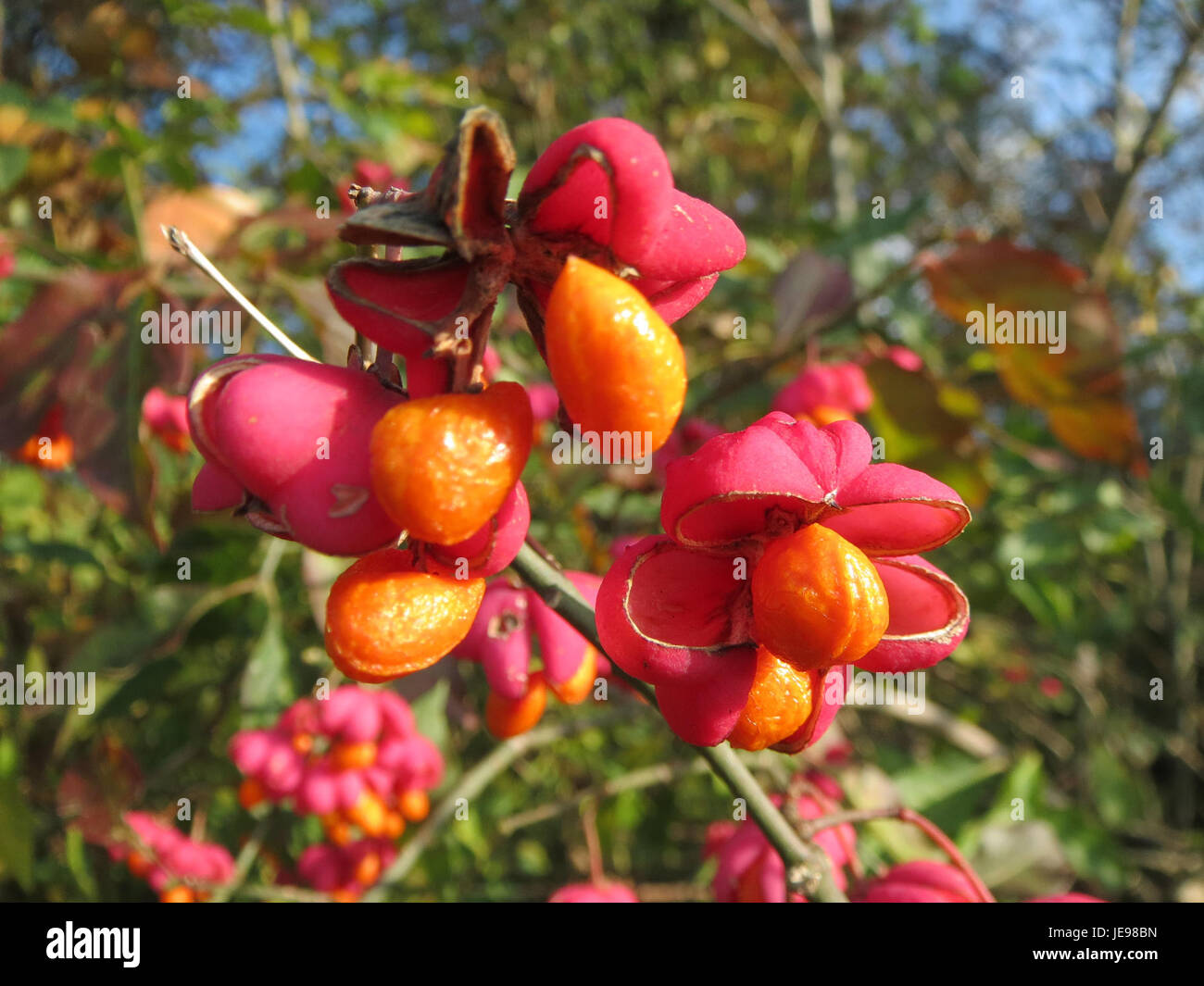Euonymus europaeus known european hi-res stock photography and images ...