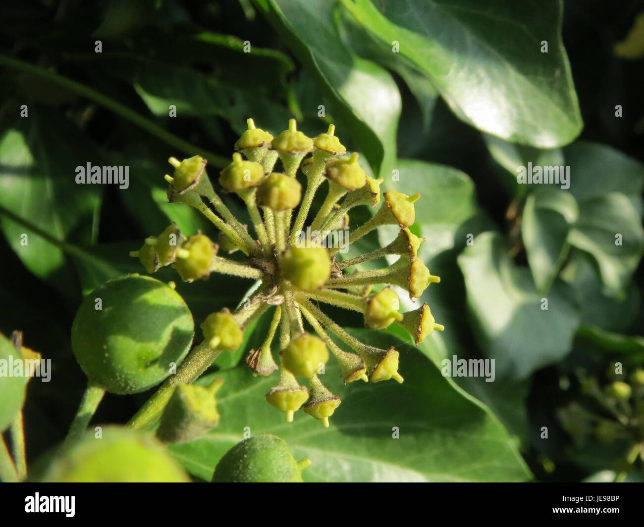 Hedera helix, commonly known as English ivy, is a climbing plant native ...