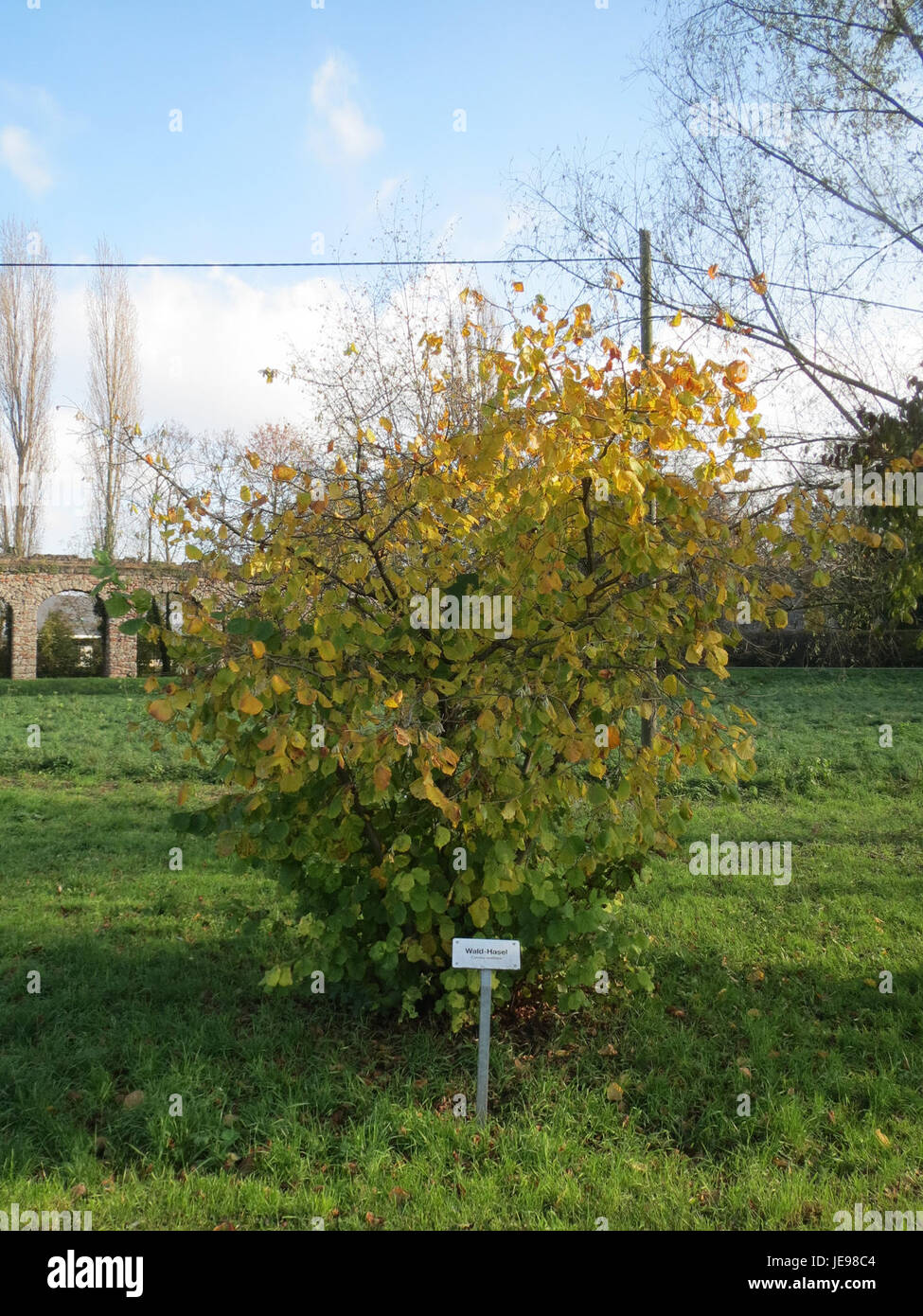 Species of hazel native to europe and western asia hi-res stock ...