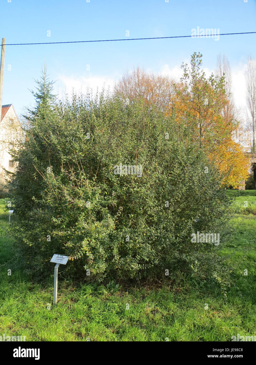 Ligustrum vulgare, commonly known as common privet, is a deciduous ...