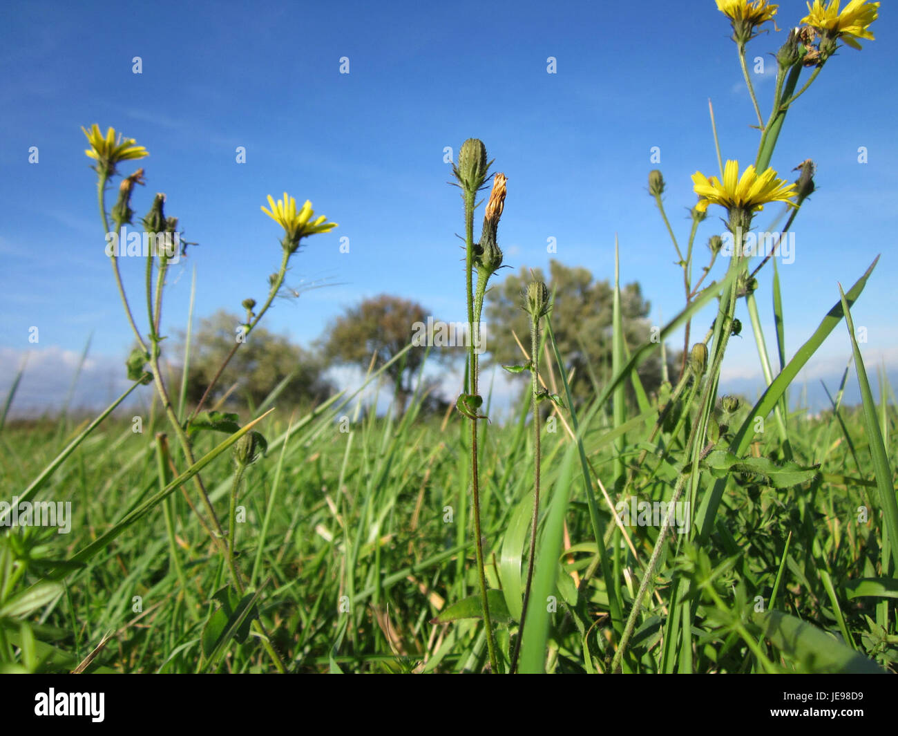 Photograph captures lush flora hi-res stock photography and images - Alamy