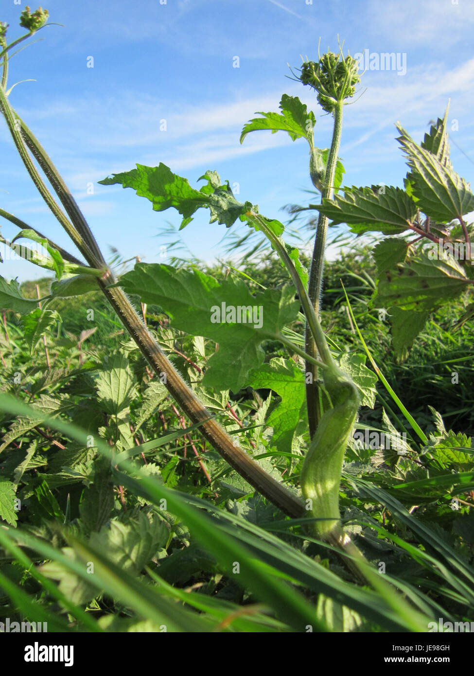 Wildflowers in hockenheim hi-res stock photography and images - Alamy
