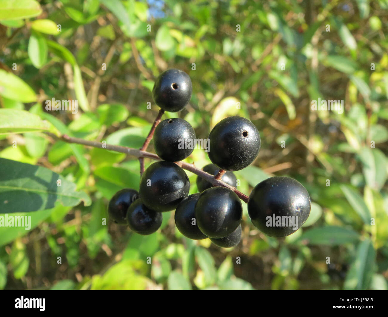 A photograph from November 18, 2013, showing a Liguster plant in ...