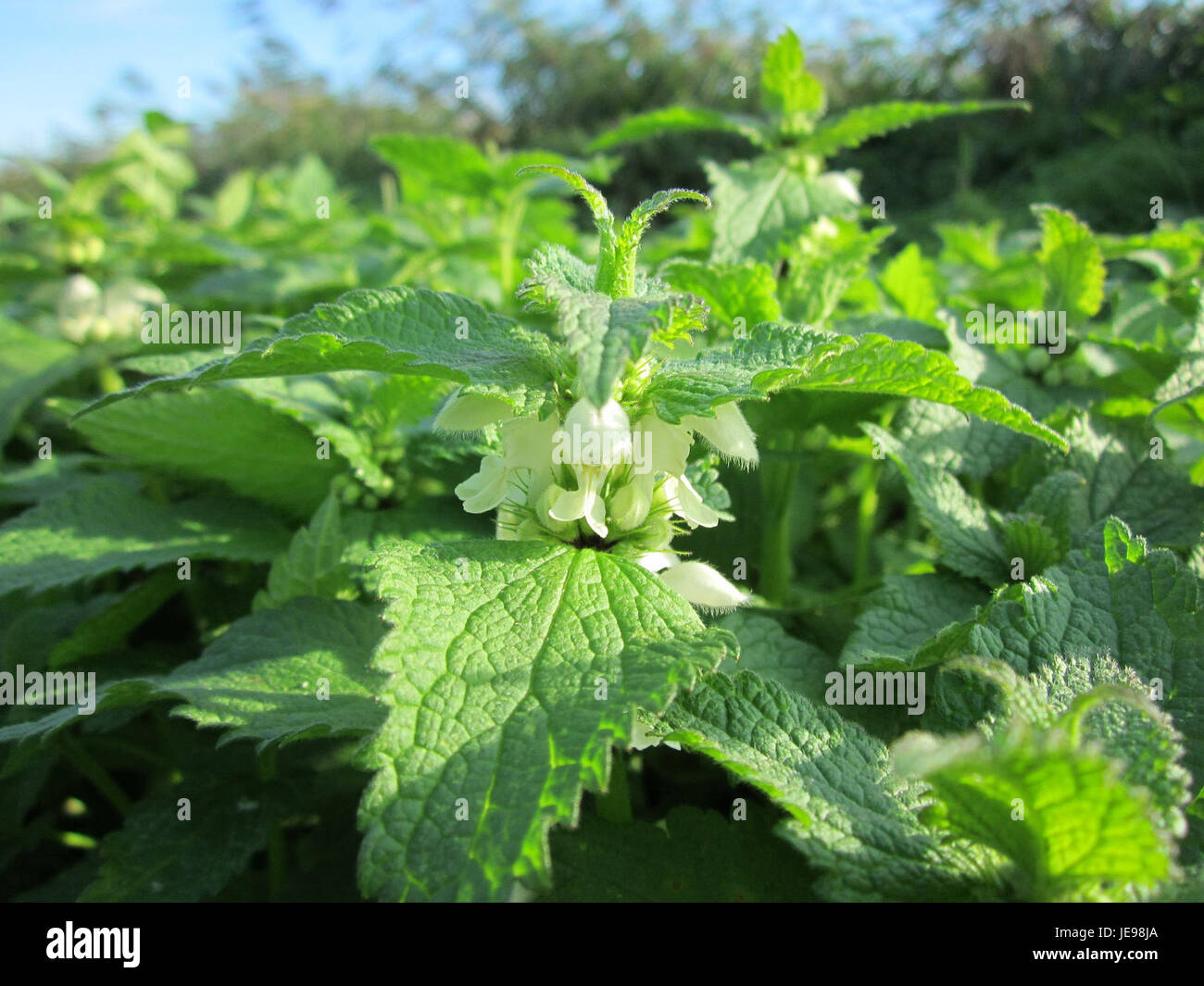 Botanical characteristics hi-res stock photography and images - Alamy