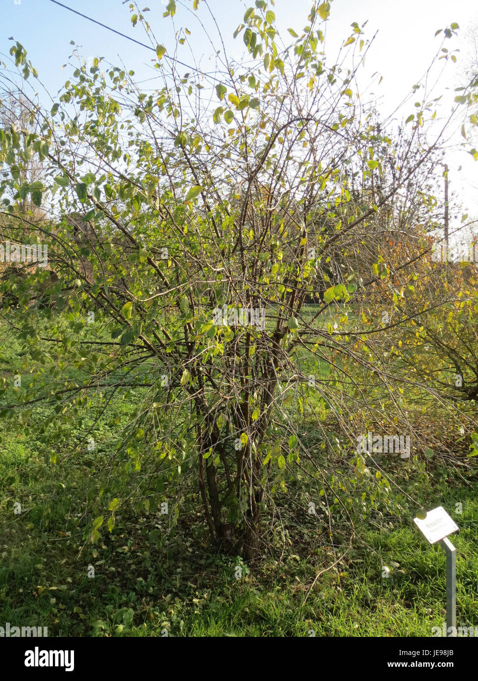 Rhamnus cathartica, commonly known as common buckthorn, is a shrub or ...