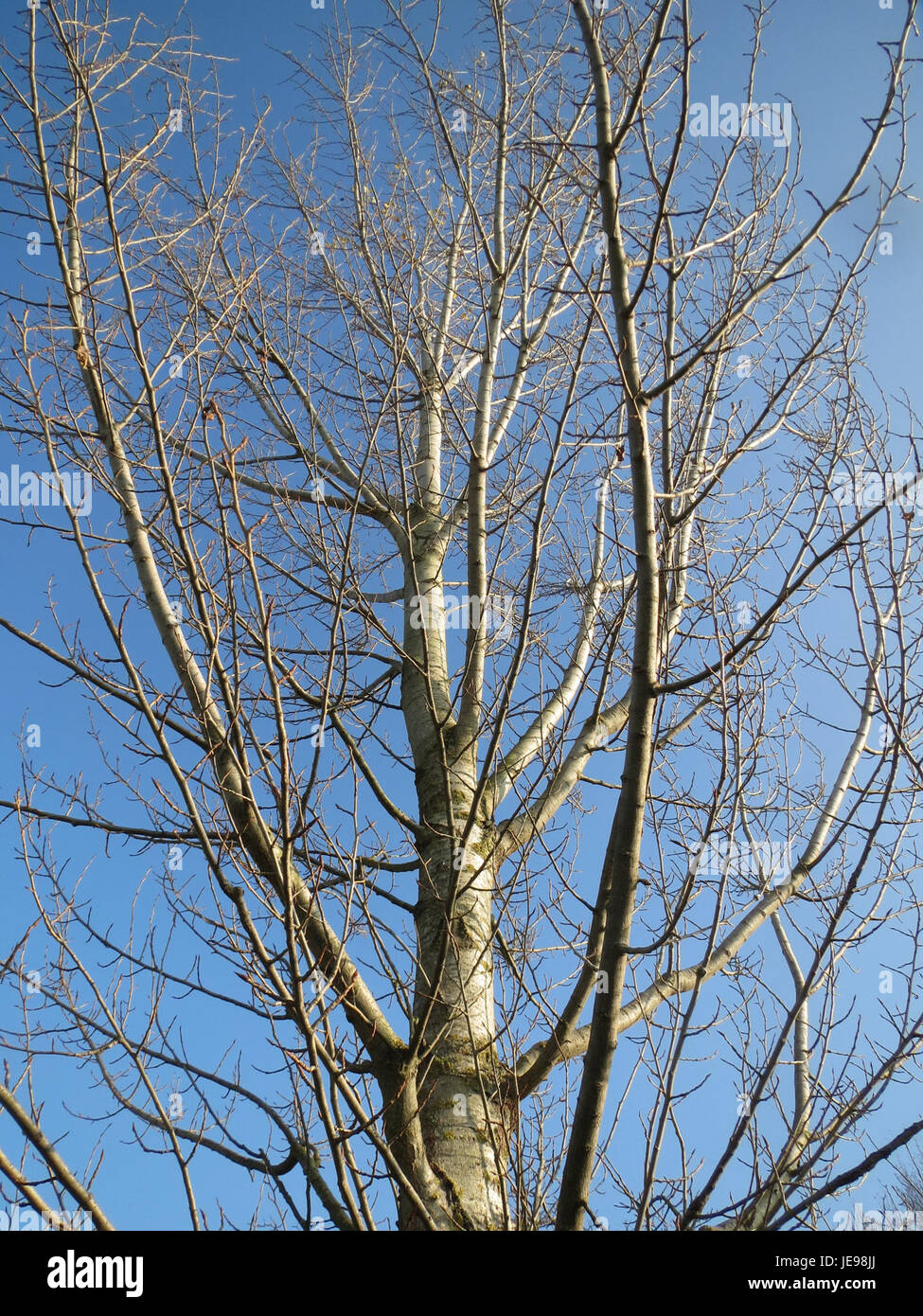 Poplar black populus nigra hi-res stock photography and images - Alamy
