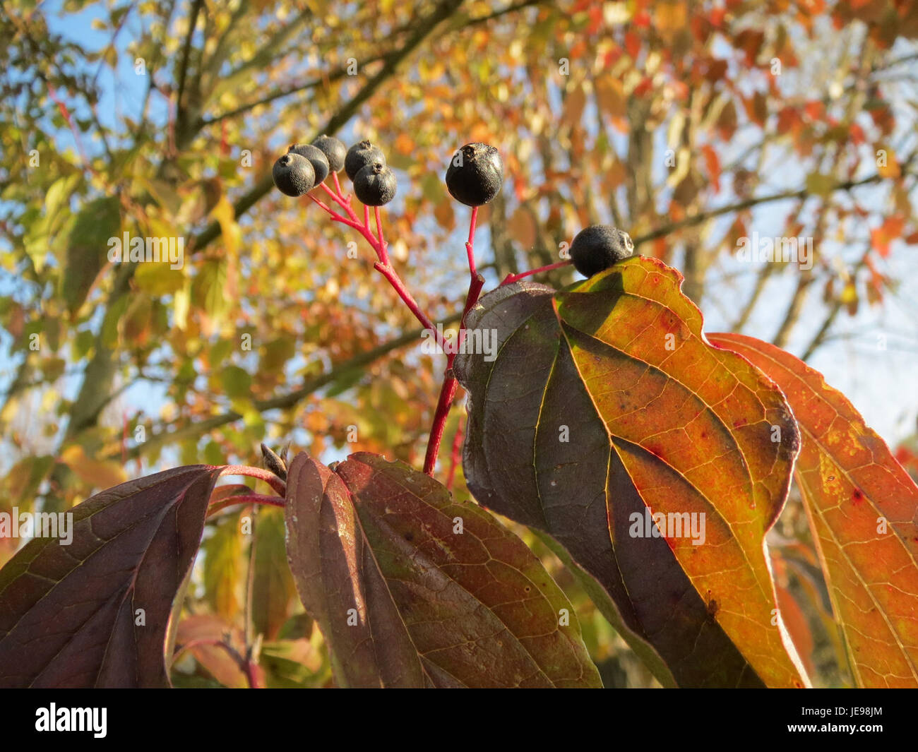 A photograph of Cornus sanguinea, commonly known as the European ...