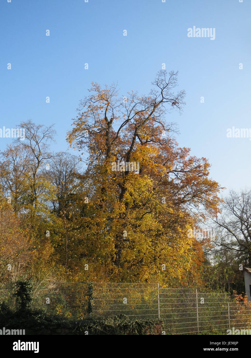 Quercus robur, commonly known as English oak, is a deciduous tree ...
