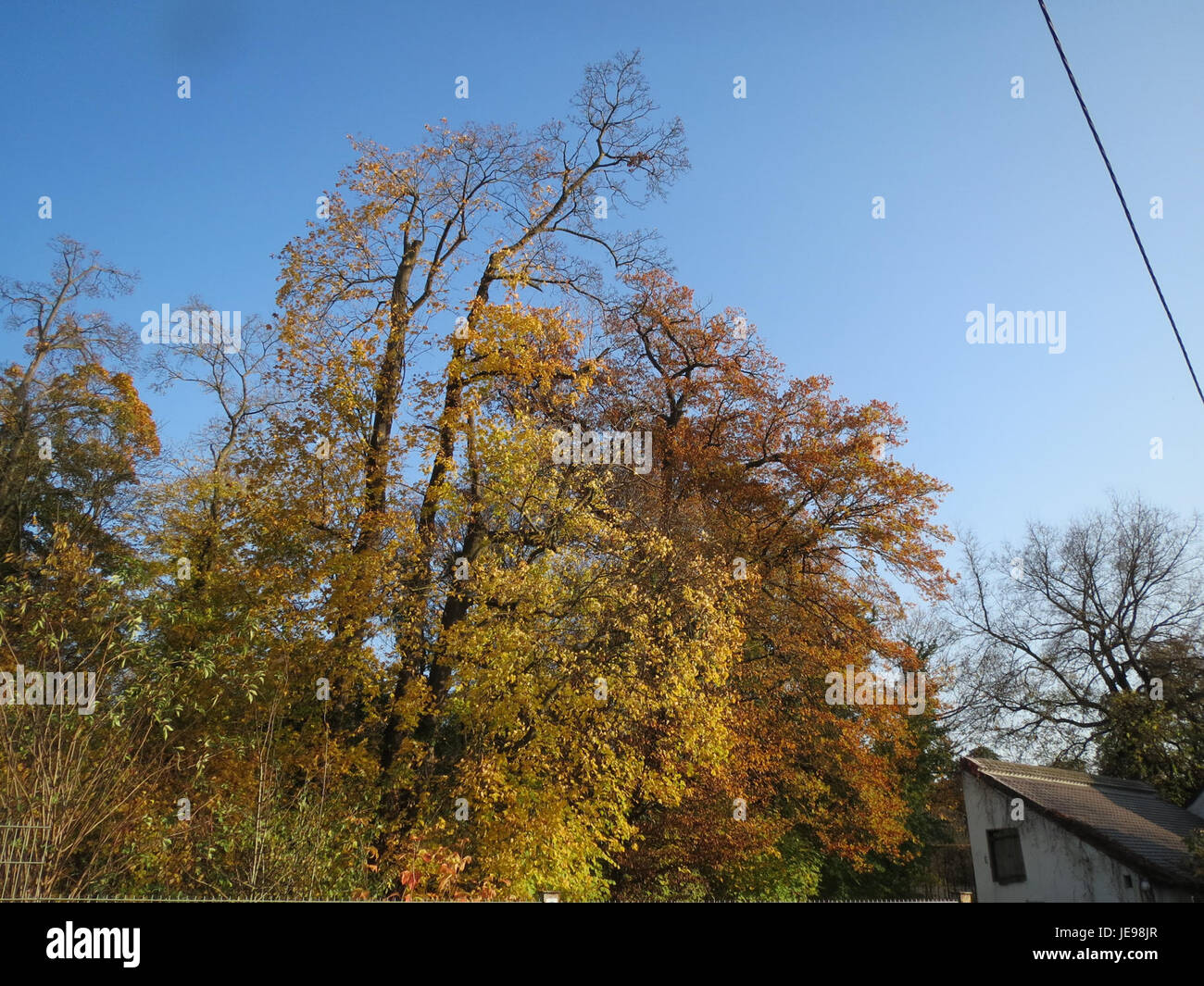 'Quercus robur,' also known as the English oak, is a species of oak ...