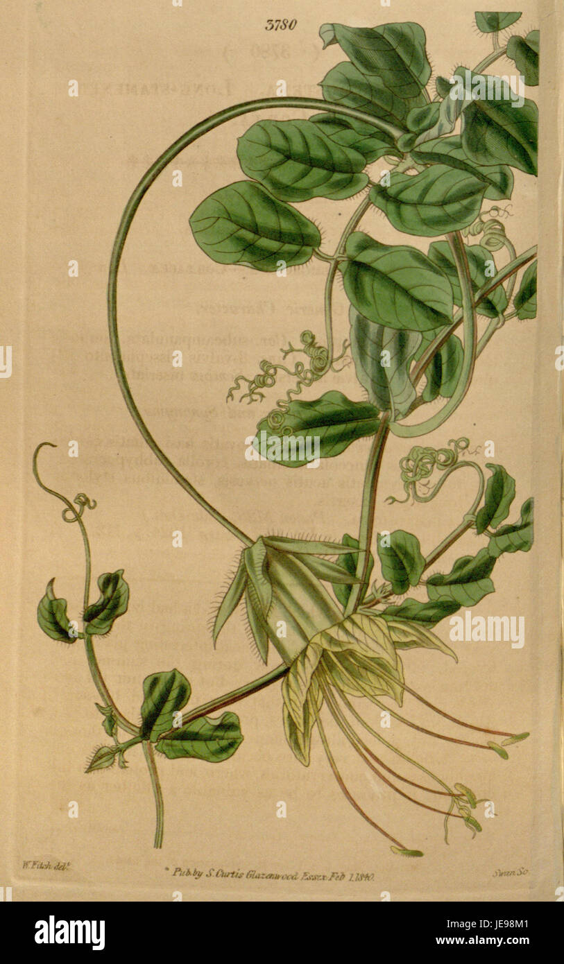 Cobaea lutea, commonly known as yellow cup-and-saucer vine, is a ...