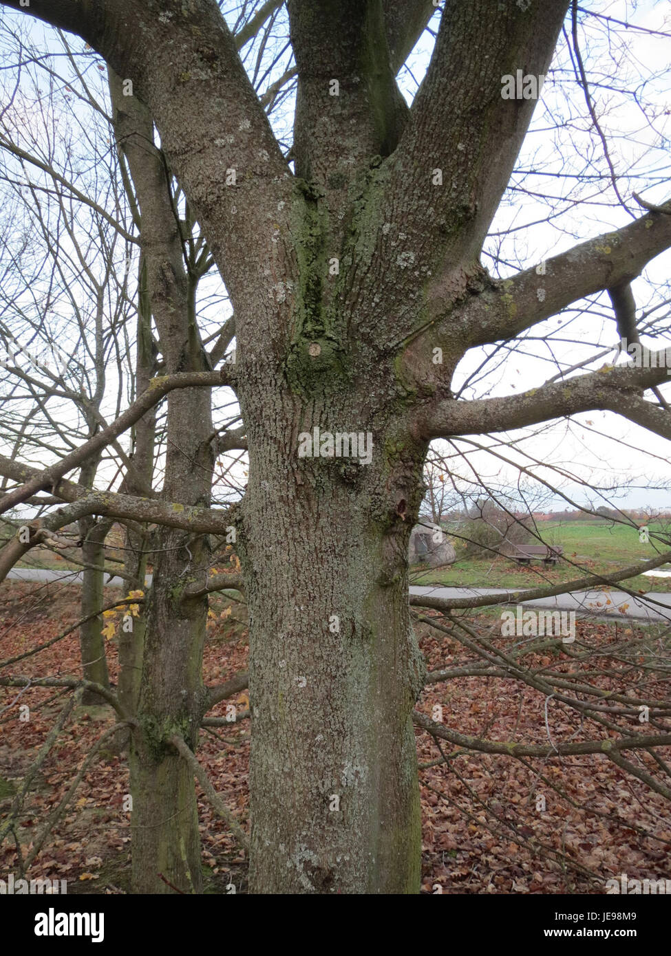 Ahorn, or maple, is a genus of trees known for their distinctive lobed ...