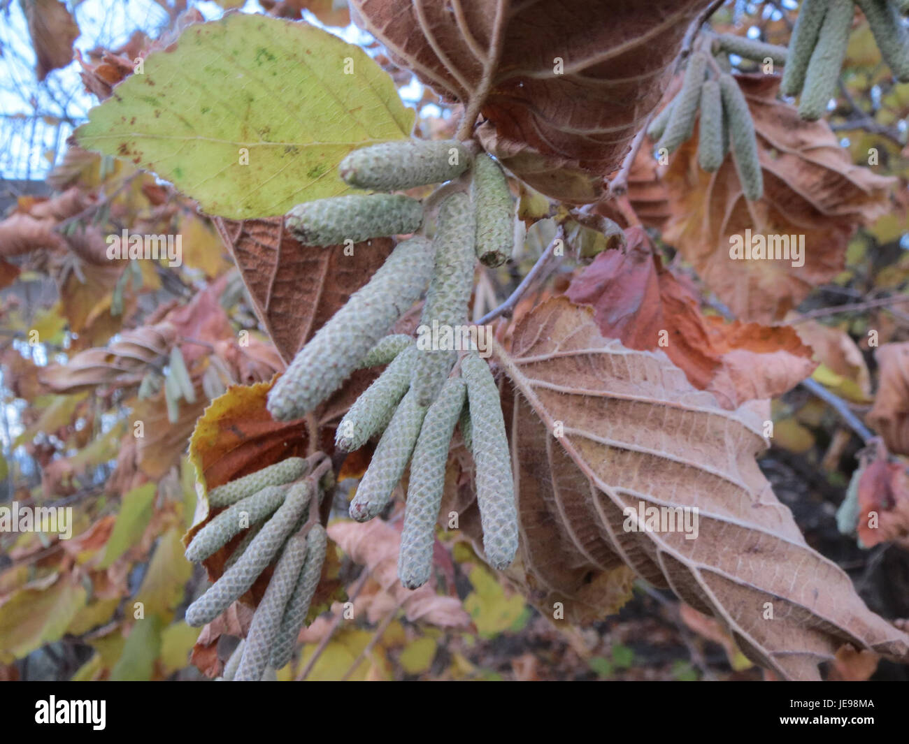 Nut bearing plant hi-res stock photography and images - Alamy