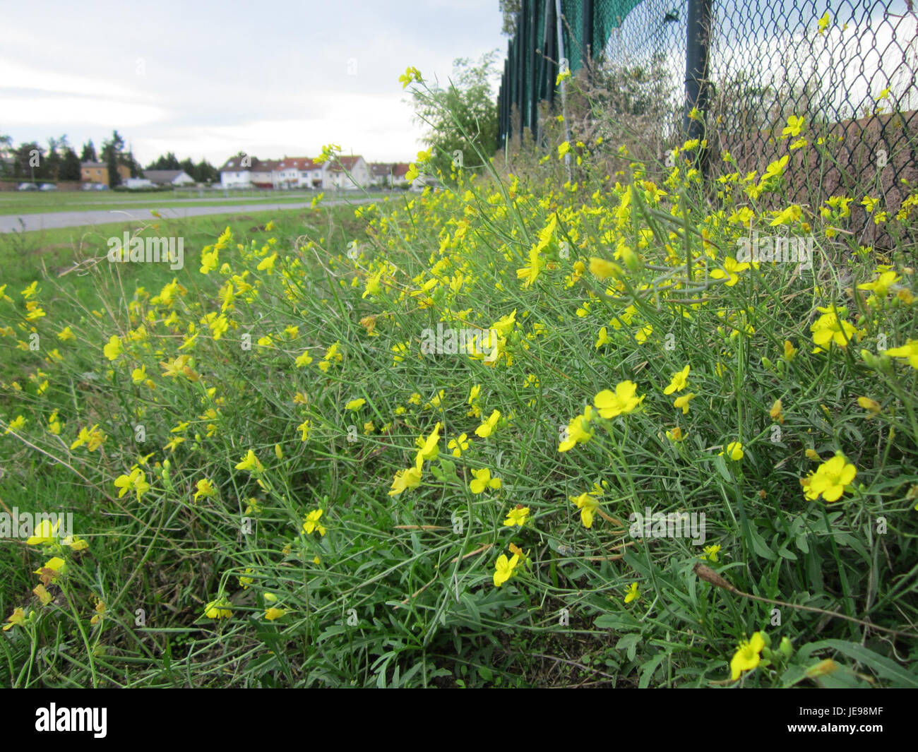 An image of *Rauke*, a plant from the Hockenheim region, captured on ...