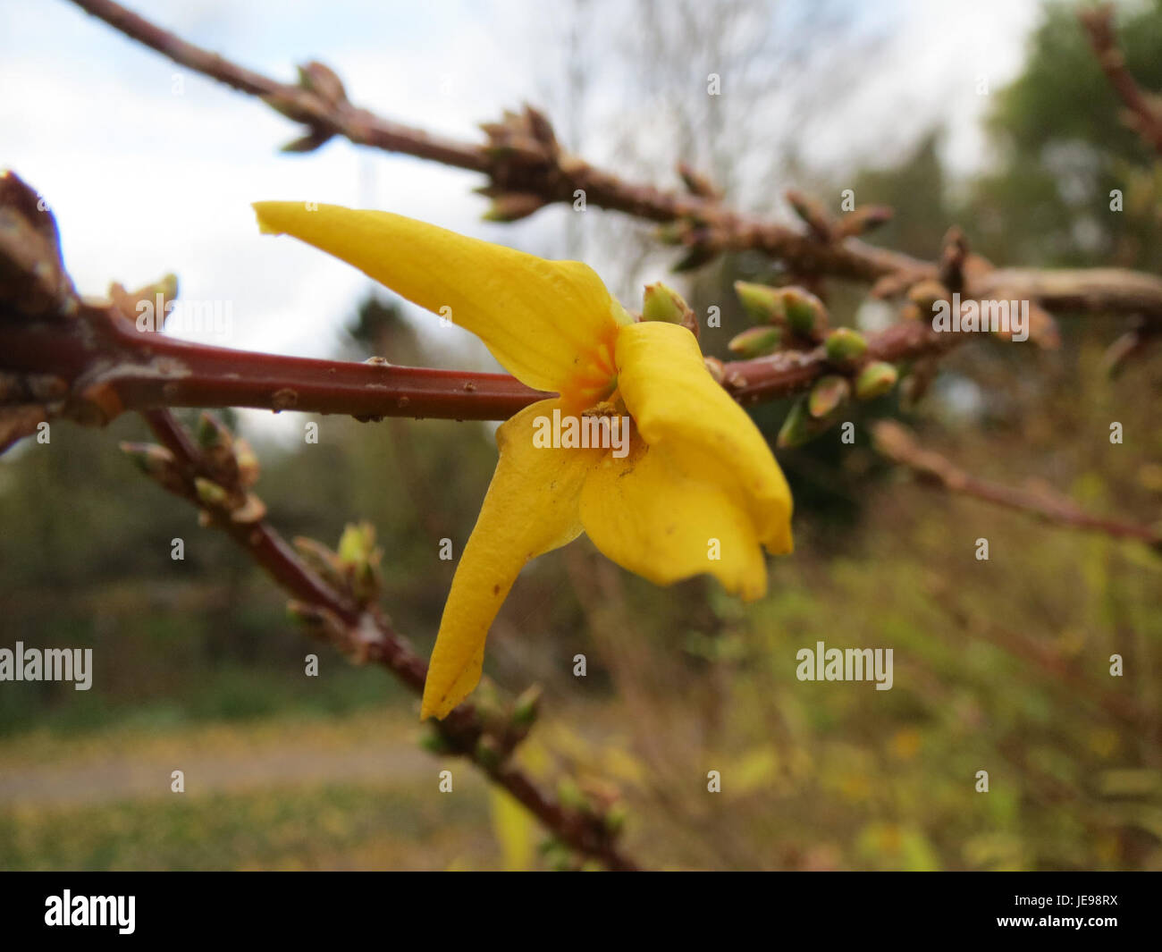 A photograph of Forsythia, a vibrant yellow-flowering shrub, taken in ...