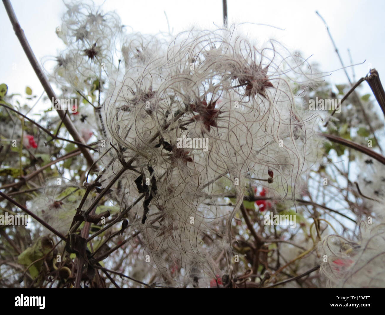 Waldrebe, or Clematis, is a genus of flowering plants observed on ...