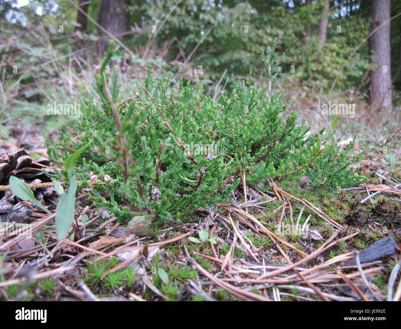 Schwetzinger hardt hi-res stock photography and images - Alamy