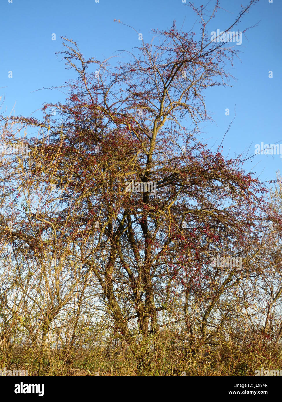 This image features the Karl-Ludwig-See, a lake in Germany, known for ...