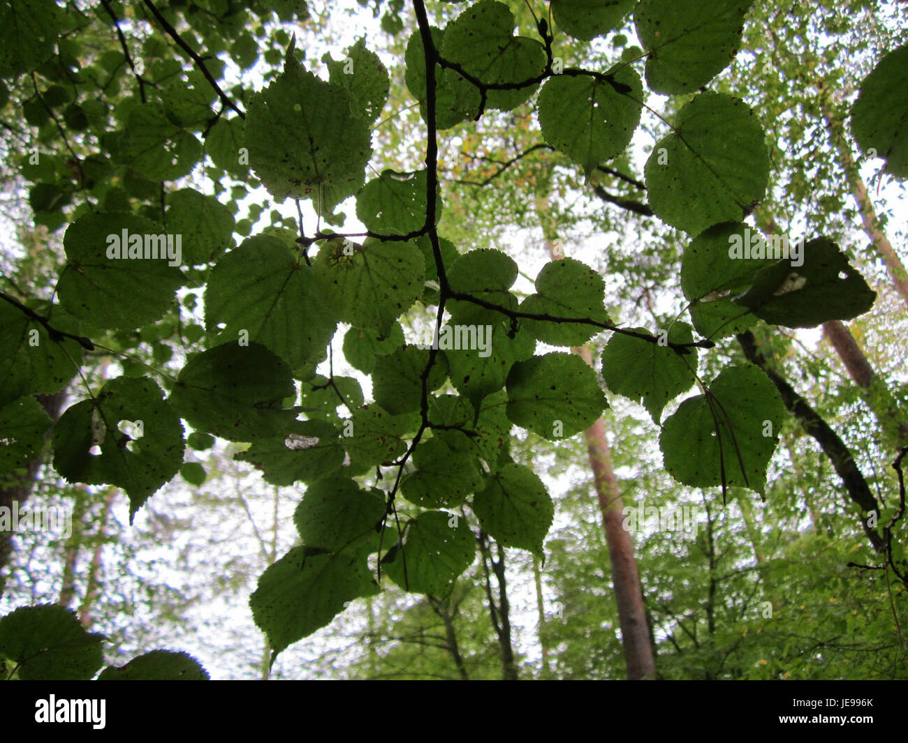 Schwetzinger Hardt is a nature reserve located near Schwetzingen ...