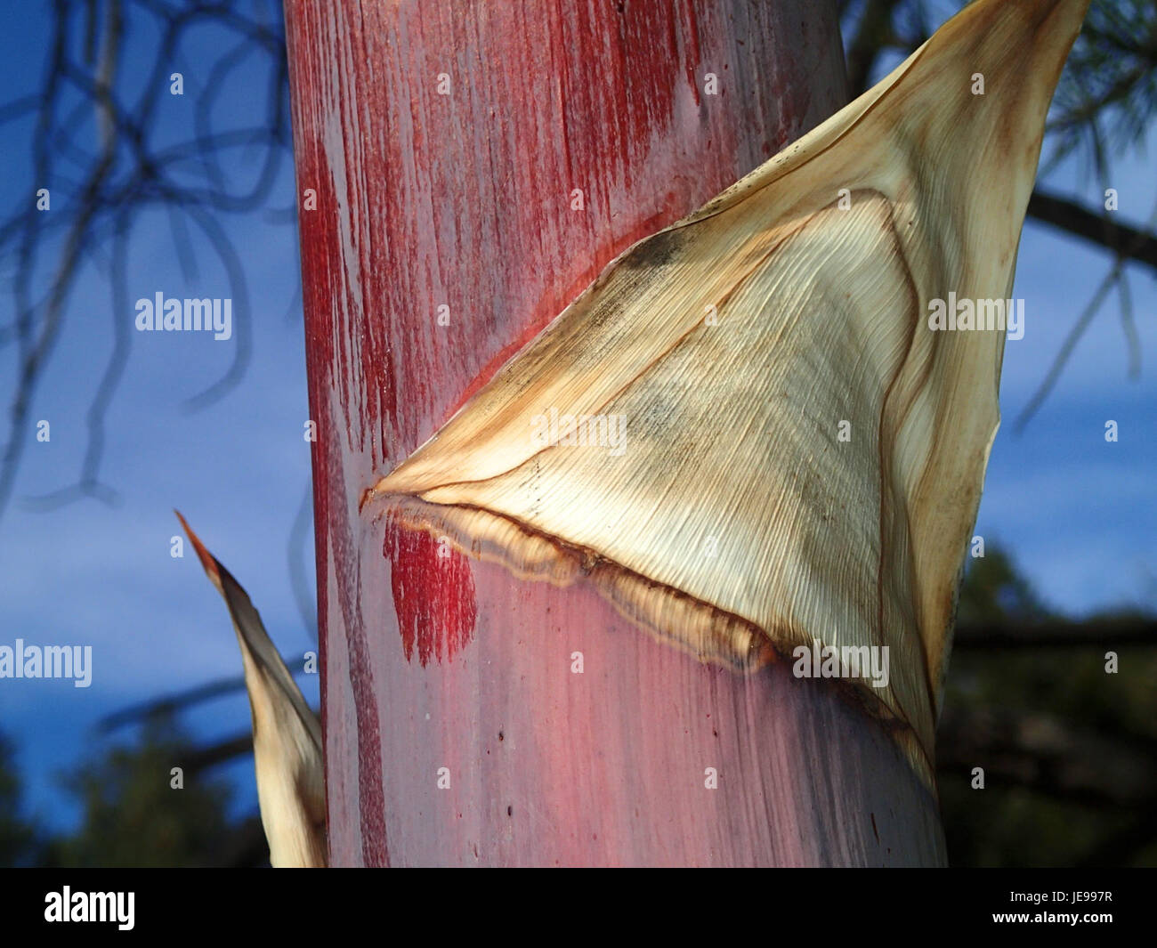 This image captures the striking colors of a century plant (*Agave ...