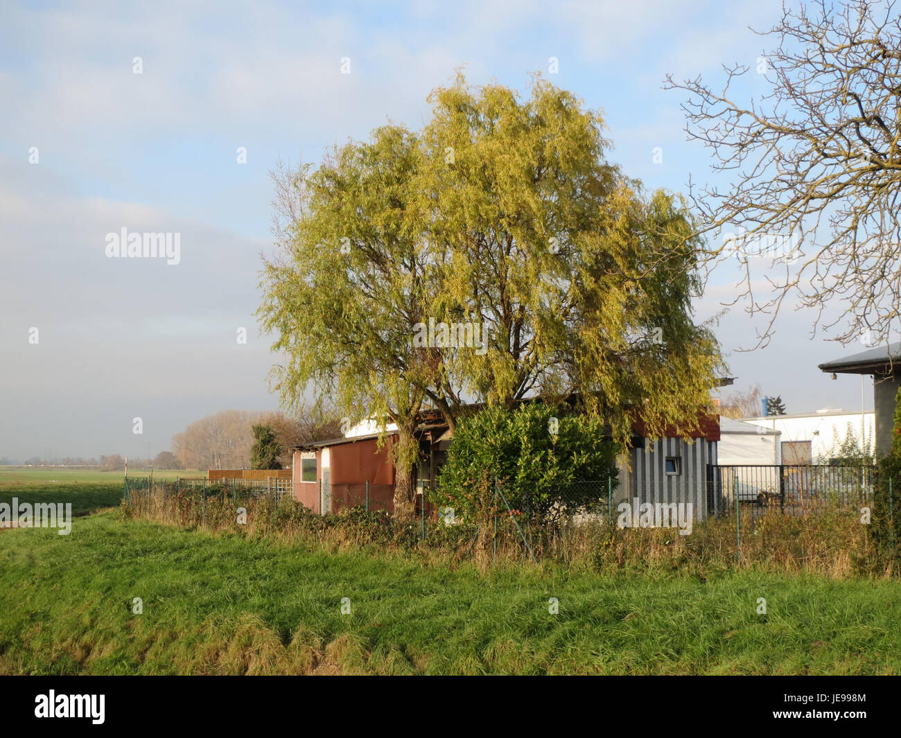 Korkenzieherweide, also known as corkscrew willow, is a unique tree ...