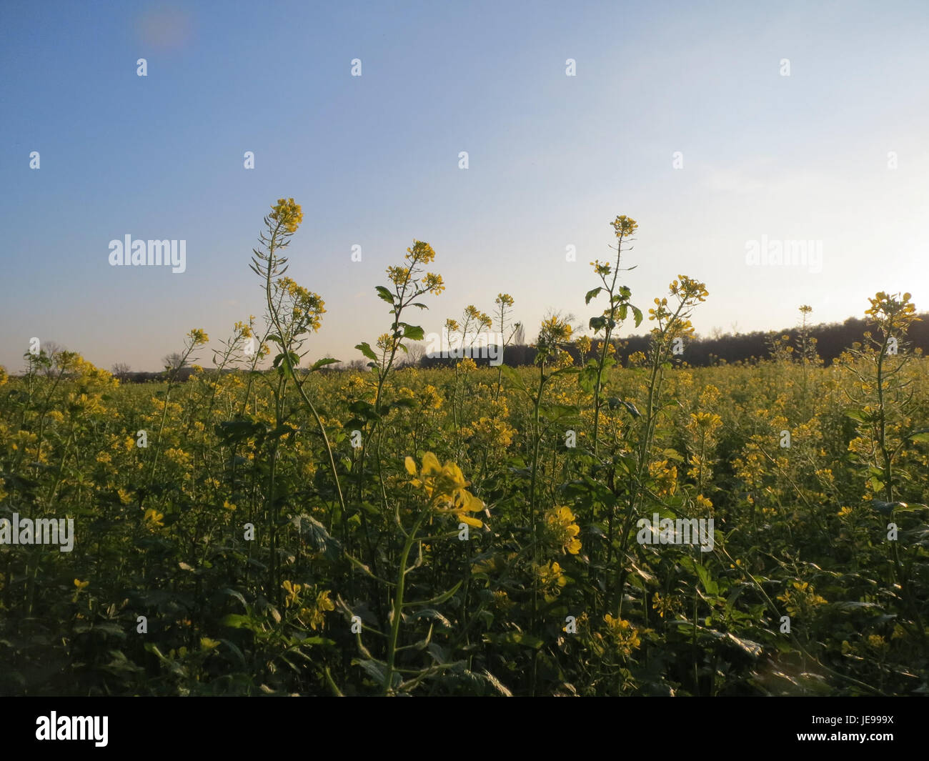 This image captures mustard (Senf) produced in Hockenheim, a town in ...