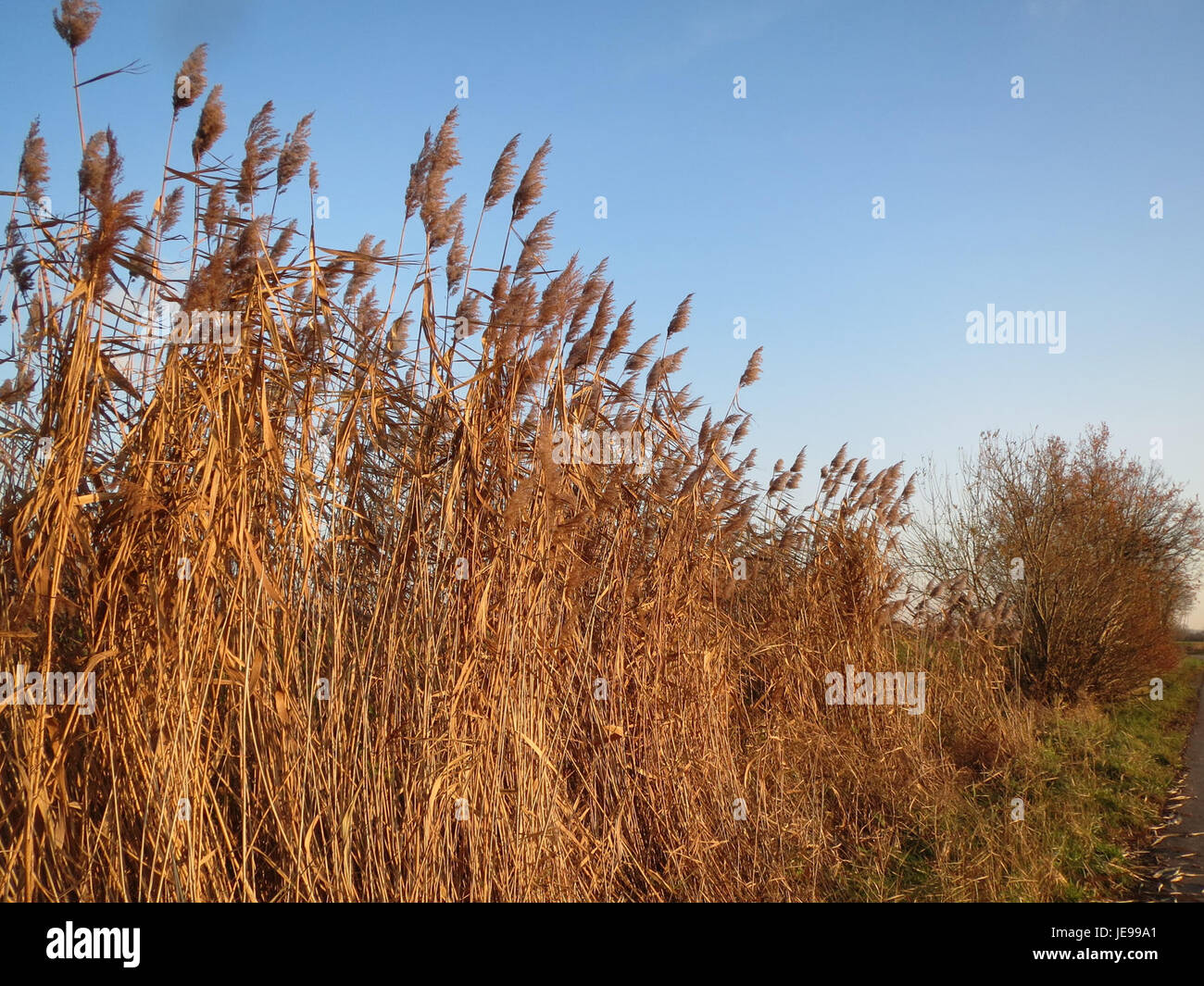 This image shows Schilf (reed) plants in Hockenheim, Germany, captured ...