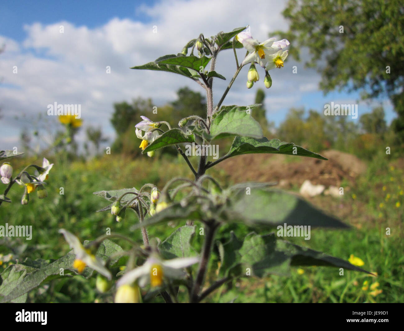 'Ruderalwiese Reilingen' is a photograph showcasing a wildflower meadow ...