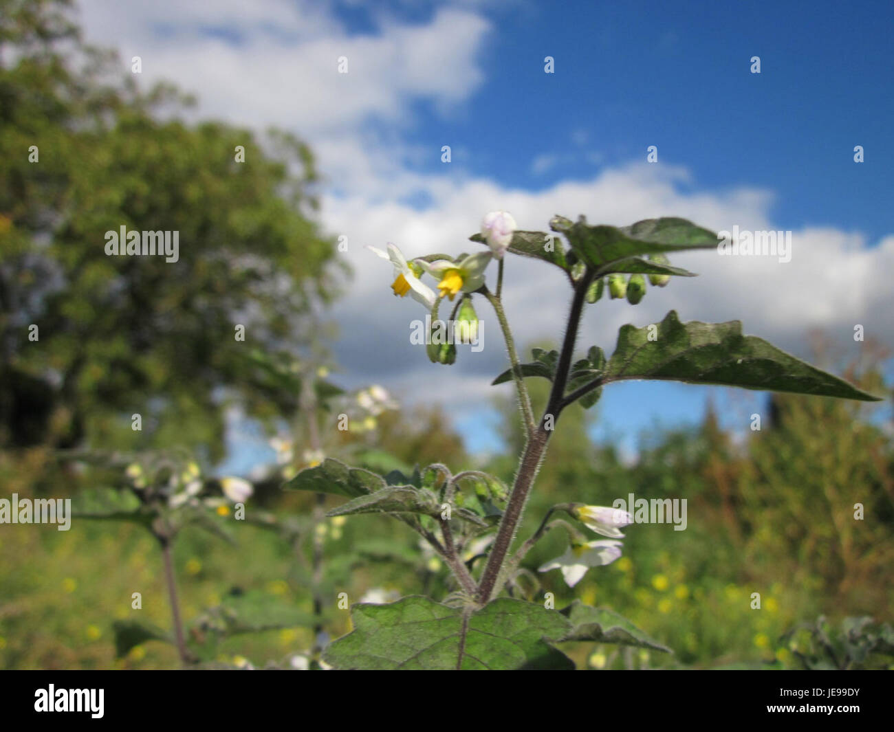 Disturbed zones hi-res stock photography and images - Alamy