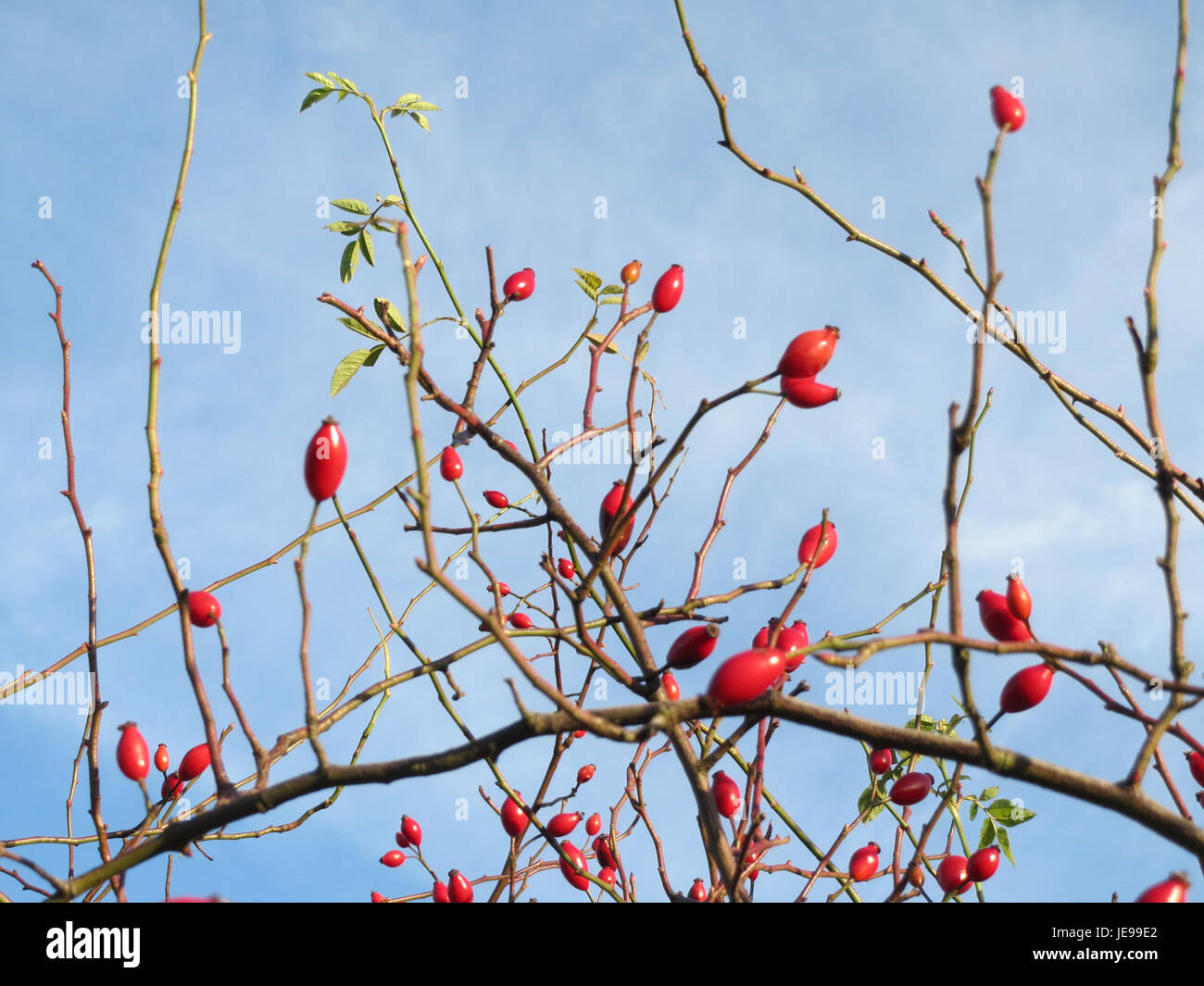 Image features rose from hi-res stock photography and images - Alamy