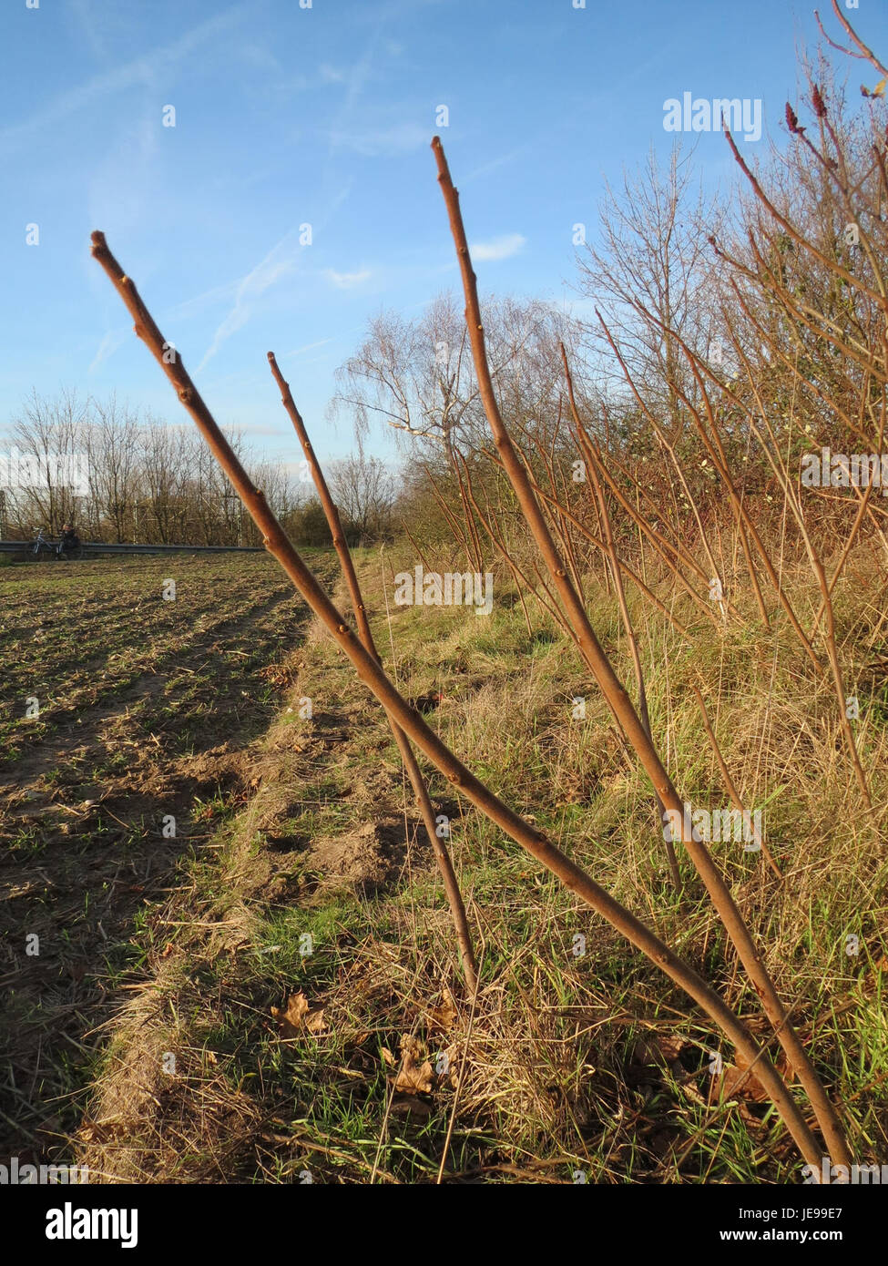 The Essigbaum, also known as the vinegar tree, is a deciduous tree ...