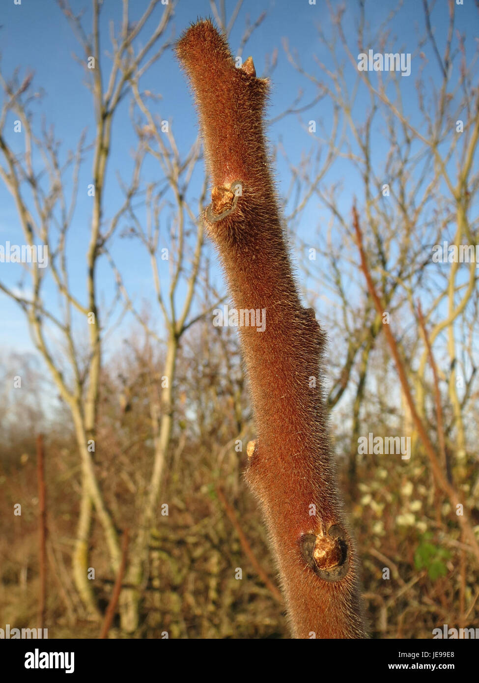 A photograph of Essigbaum, or the 'vinegar tree' (Rhus typhina), taken ...