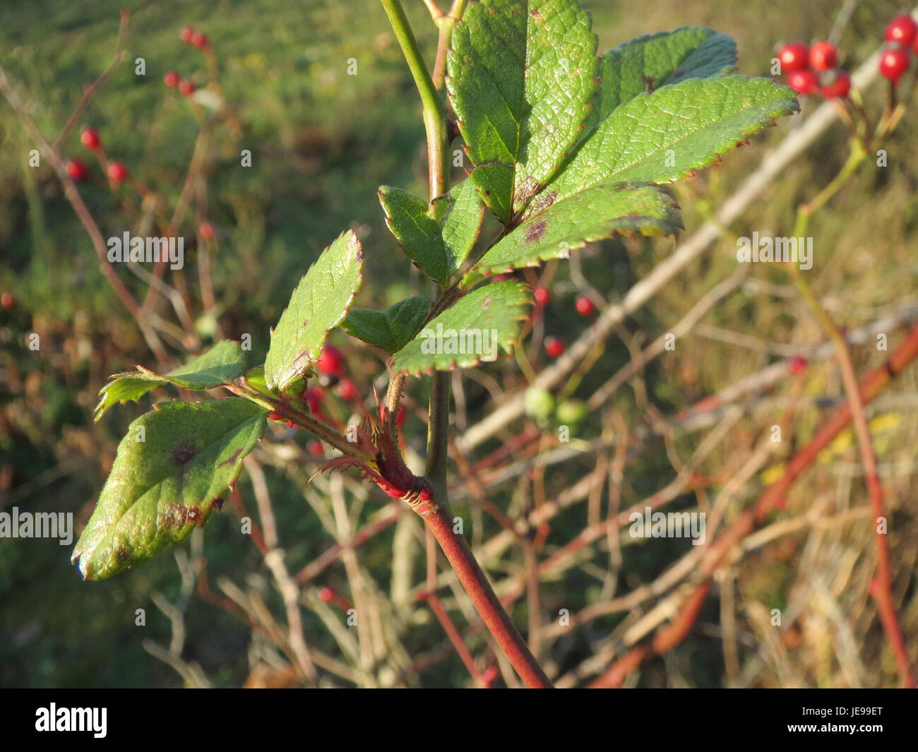 Rosa multiflora species flowering hi-res stock photography and images ...