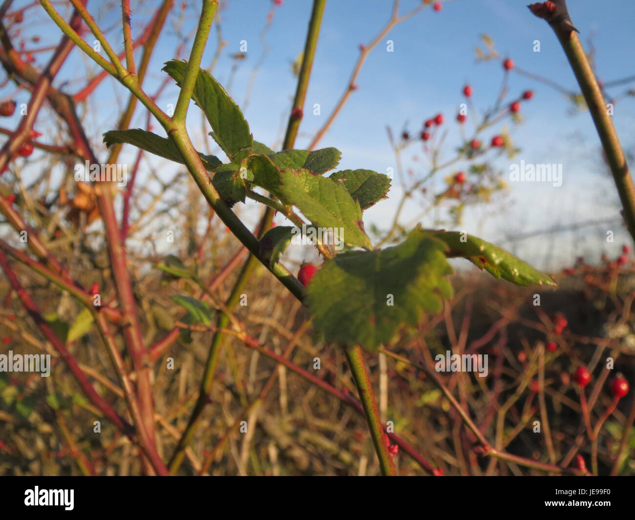 Rosa multiflora, commonly known as multiflora rose, is a species of ...