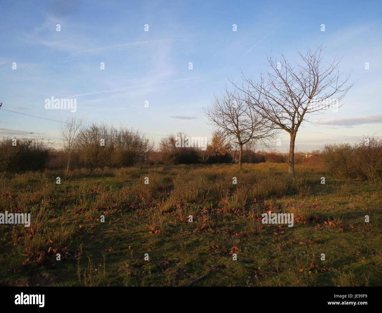 This image depicts a Streuobstwiese, a traditional German orchard ...