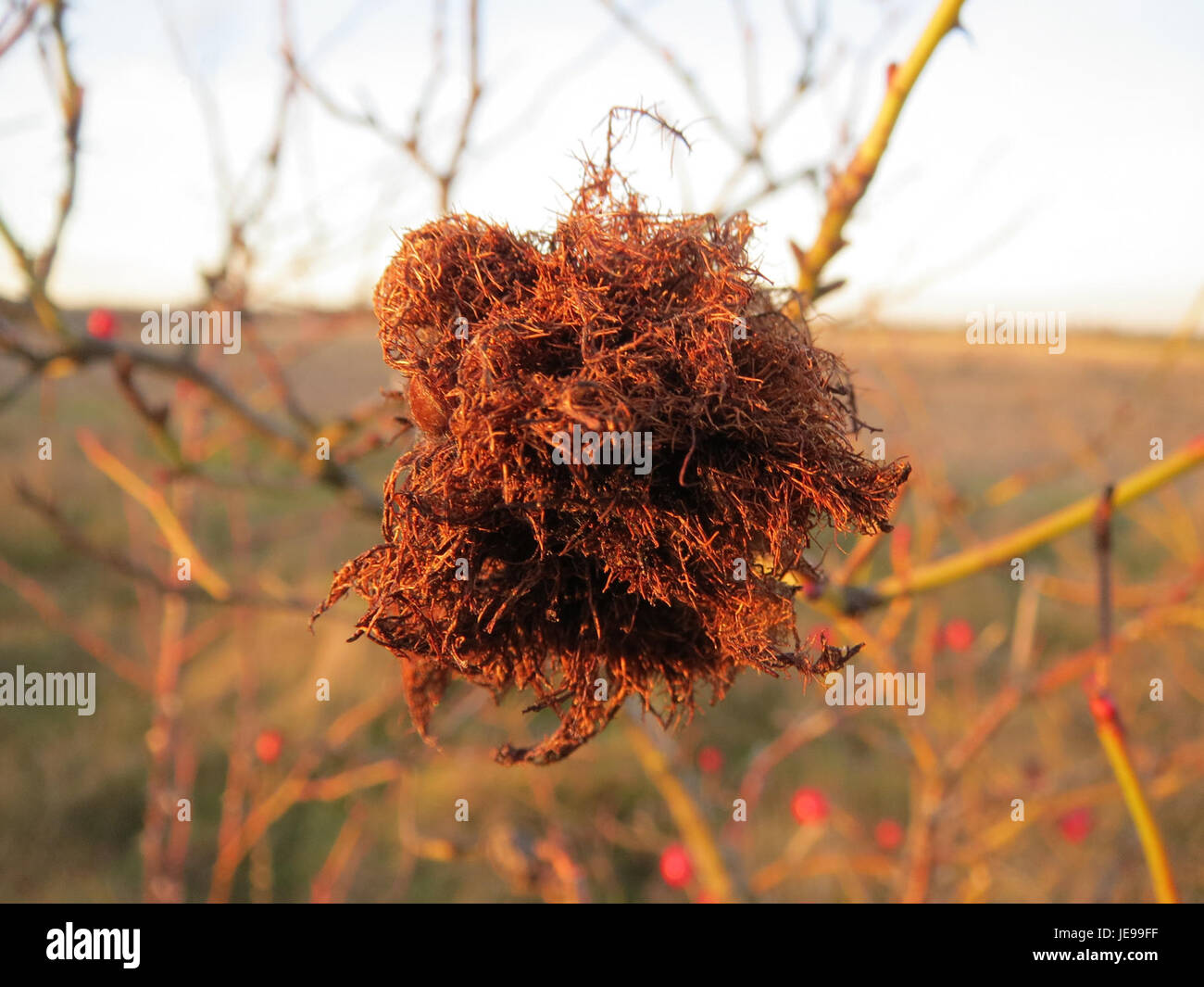 A photograph of a rose gall wasp (Diplolepis rosae), captured in ...