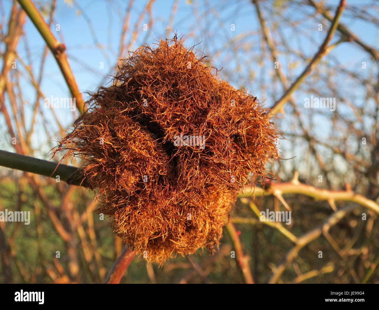 The Rosengallwespe, or rose gall wasp, is shown in this image taken on ...