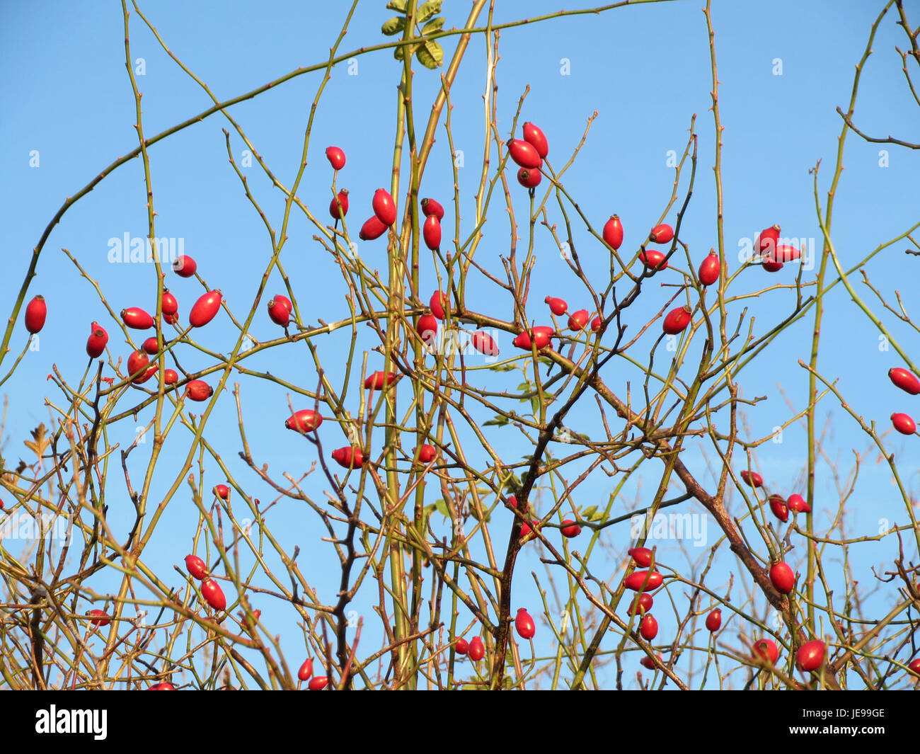 Rosa canina known dog hi-res stock photography and images - Alamy