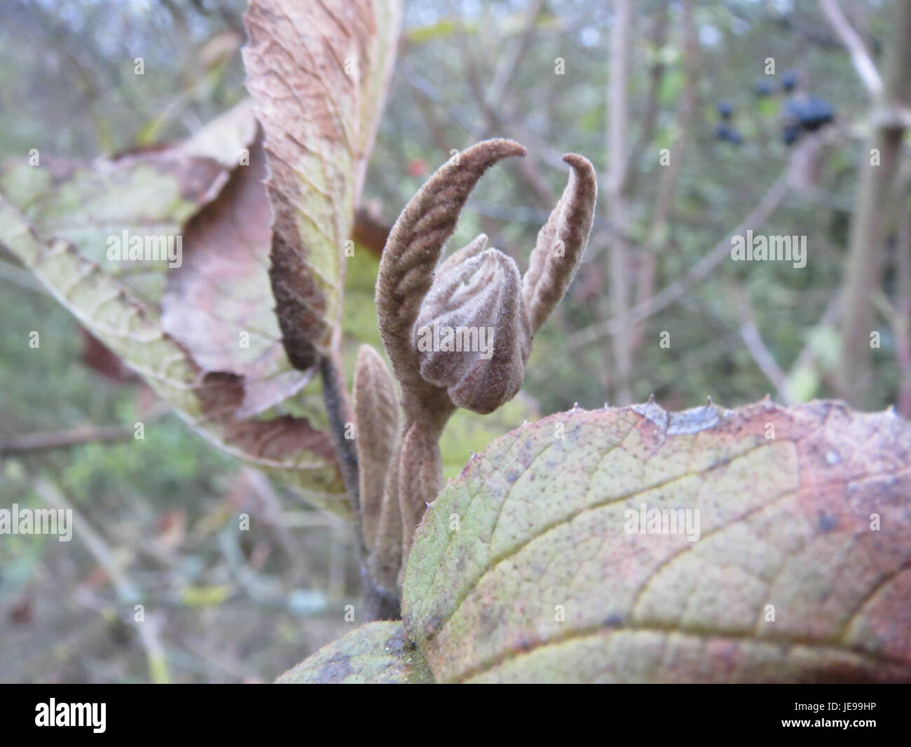 The 'Wolliger Schneeball' (Fuzzy Snowball) likely refers to an image or ...