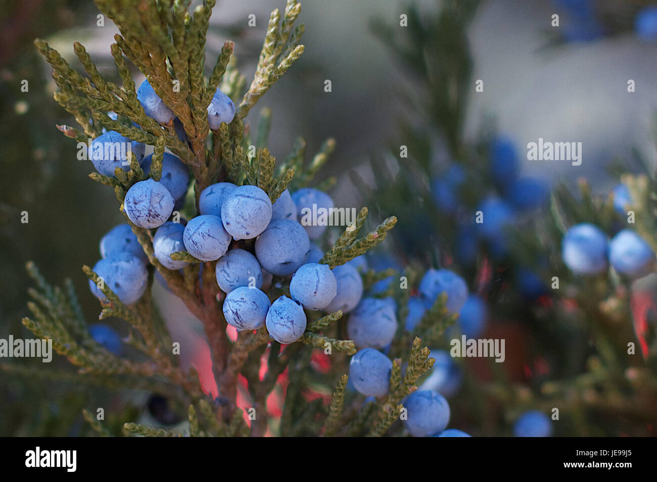 This image shows a close-up view of a berry, capturing its detailed ...