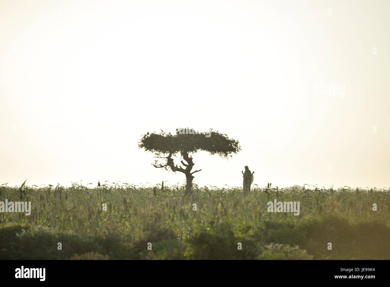 The image 'Jowhar Day2 G.jpg' from December 15, 2013, likely depicts an ...