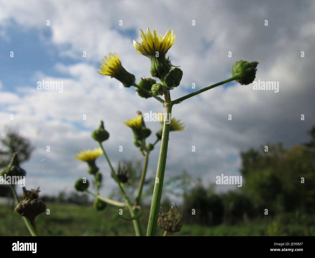 Photograph of Sonchus asper, also known as rough sow thistle, taken on ...