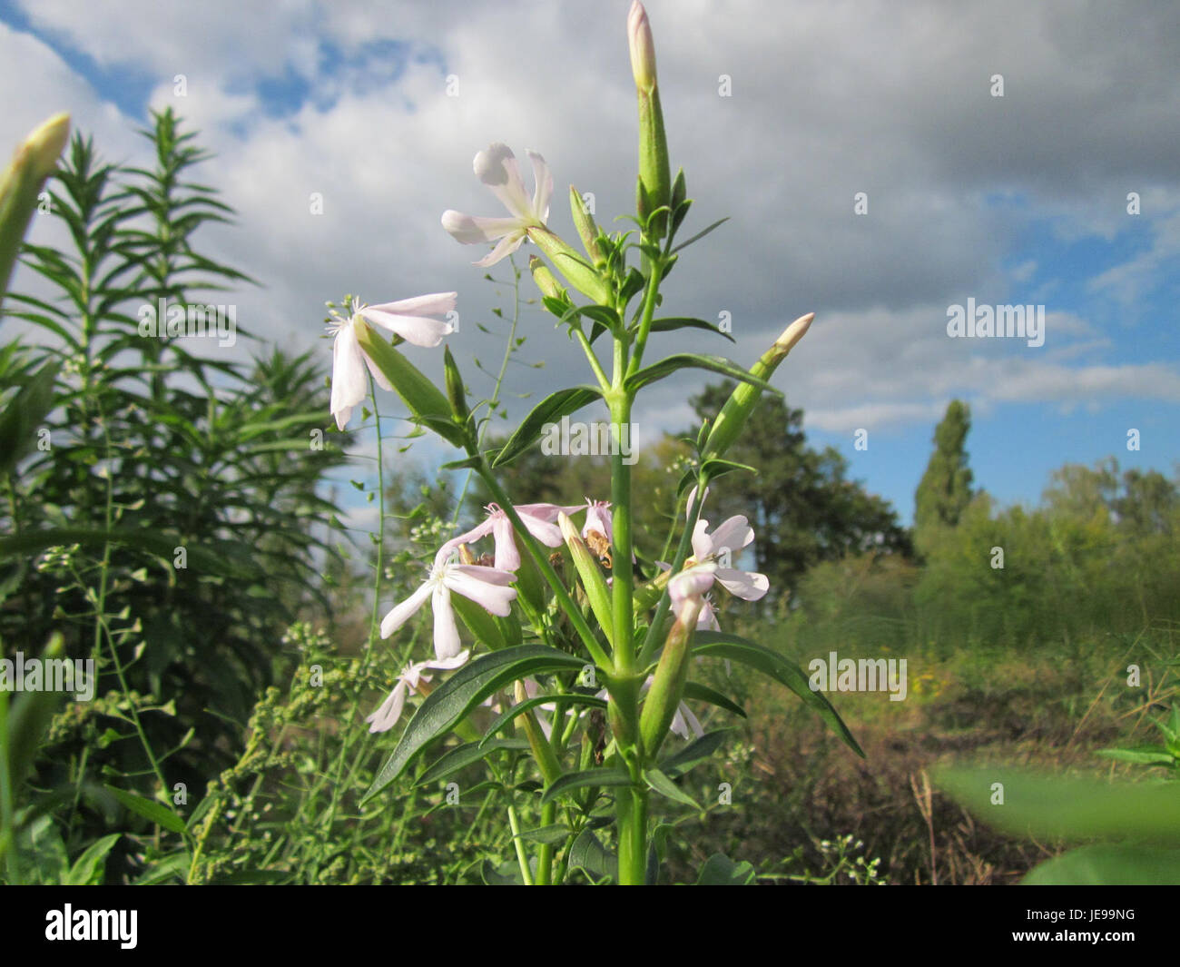 Plant saponaria officinalis hi-res stock photography and images - Alamy