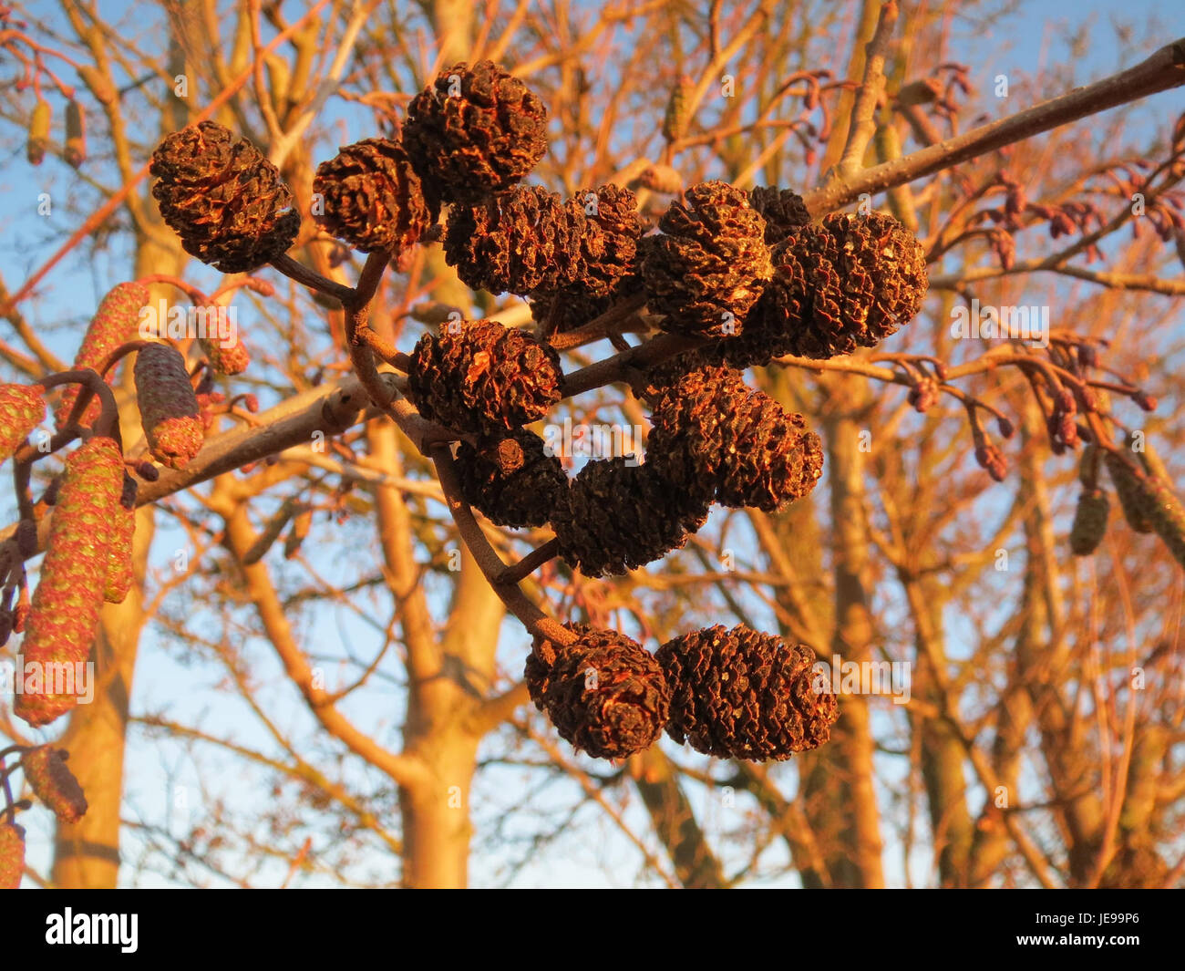 The Schwarzerle, or black alder (Alnus glutinosa), is a tree native to ...