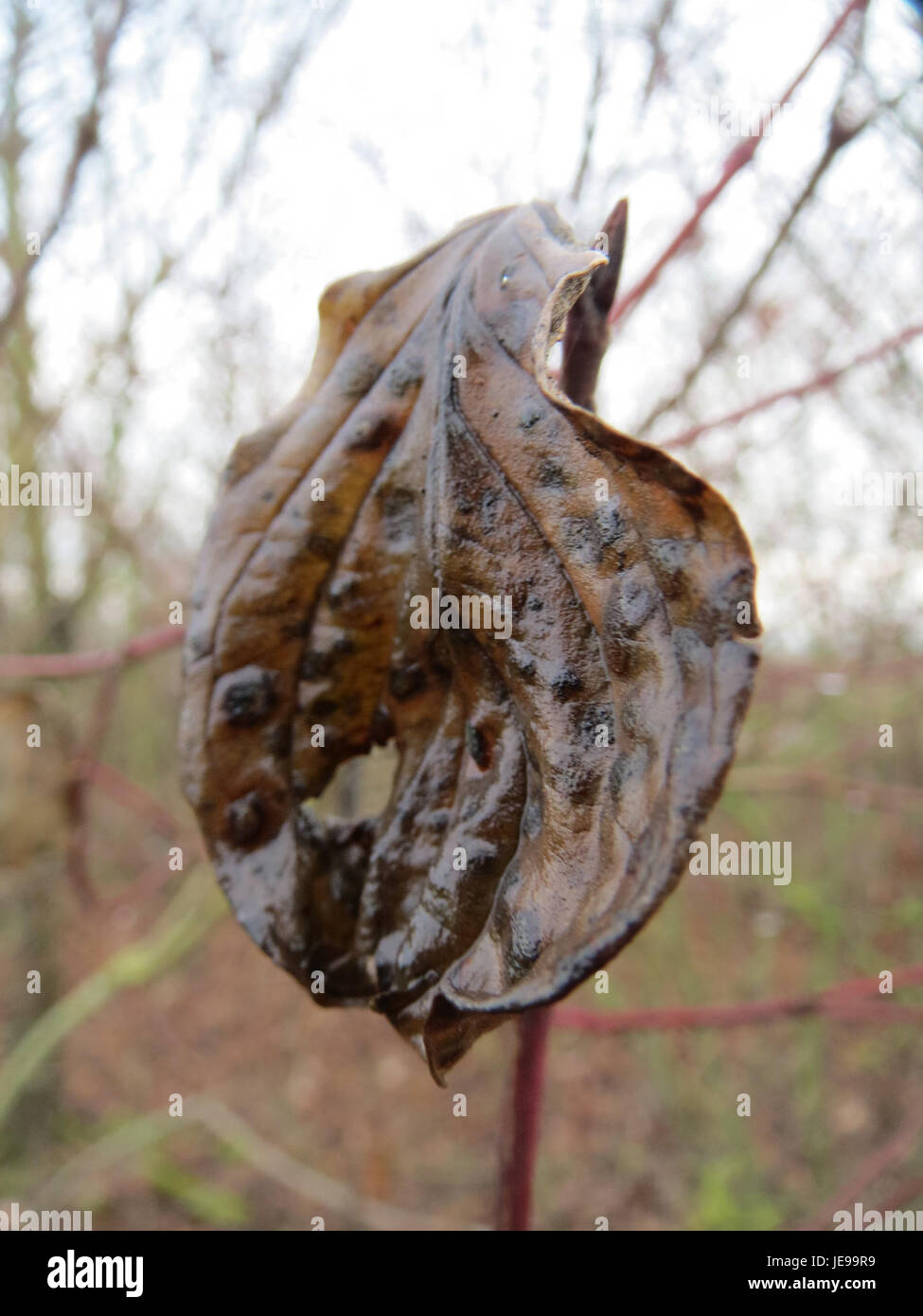 Reilingen hi-res stock photography and images - Alamy