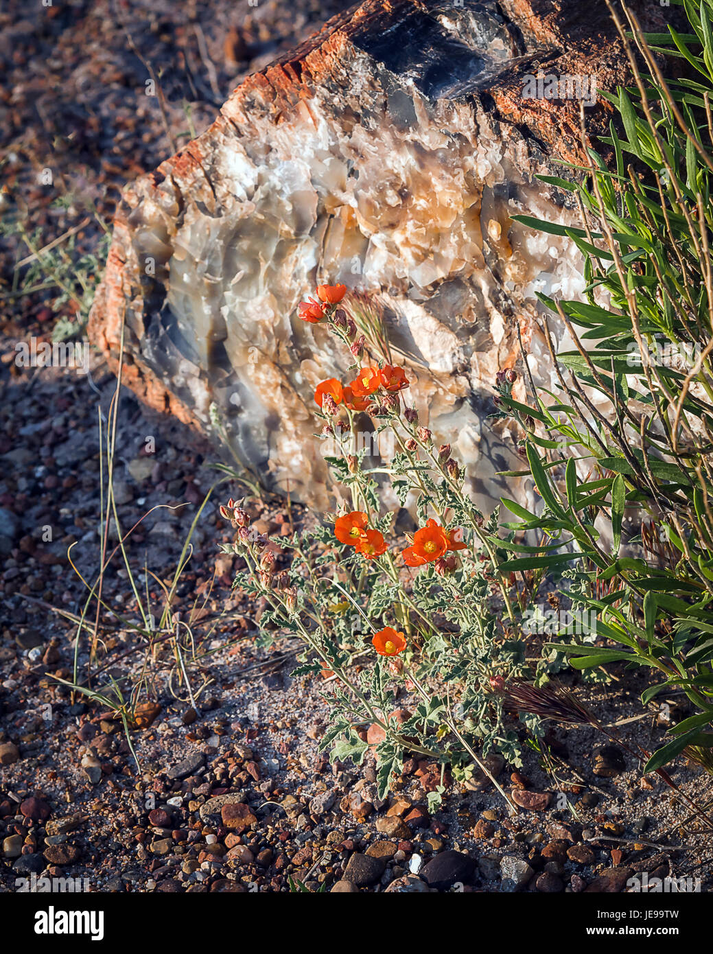 Red flowers and petrified log, Petrified Forest National Park, Arizona ...